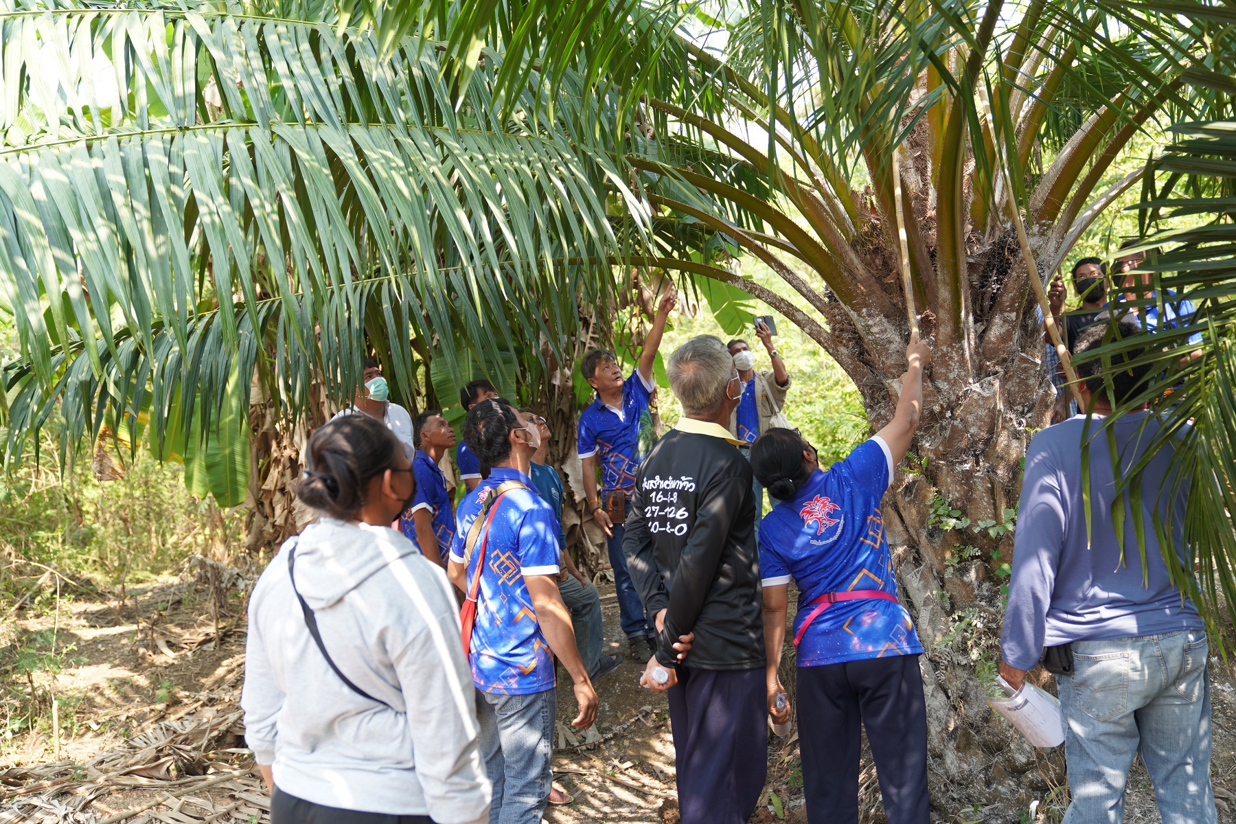Training on leaf sampling – Suksomboon