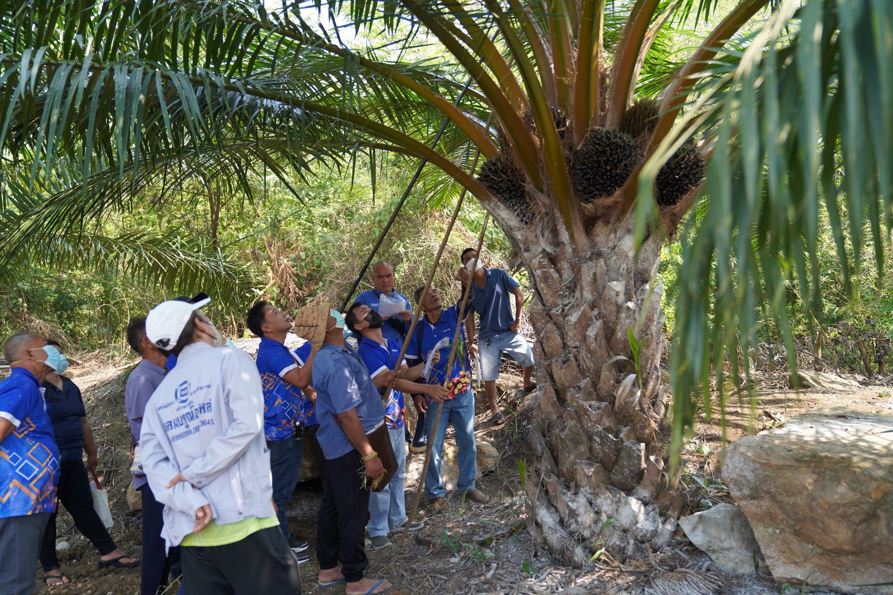 Training on leaf sampling – Suksomboon