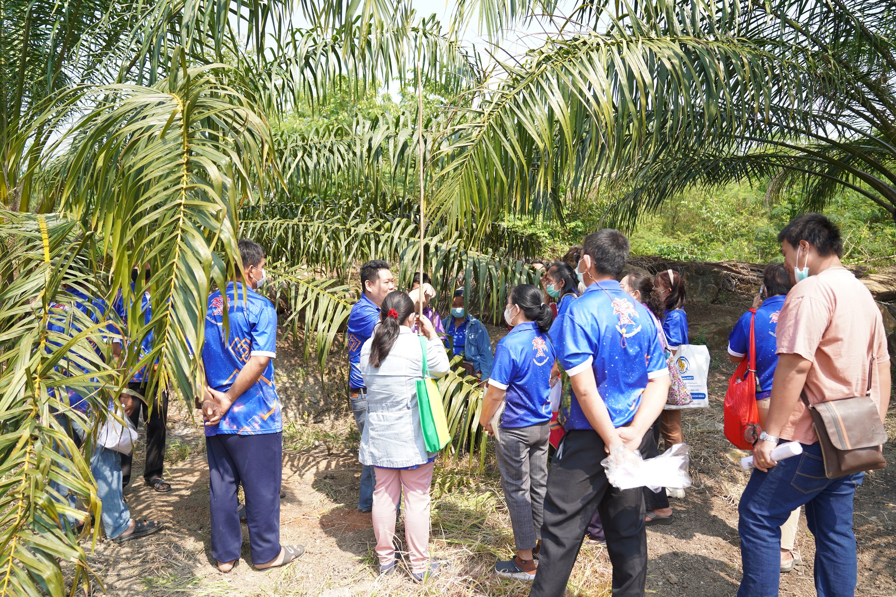 Training on leaf sampling – Suksomboon