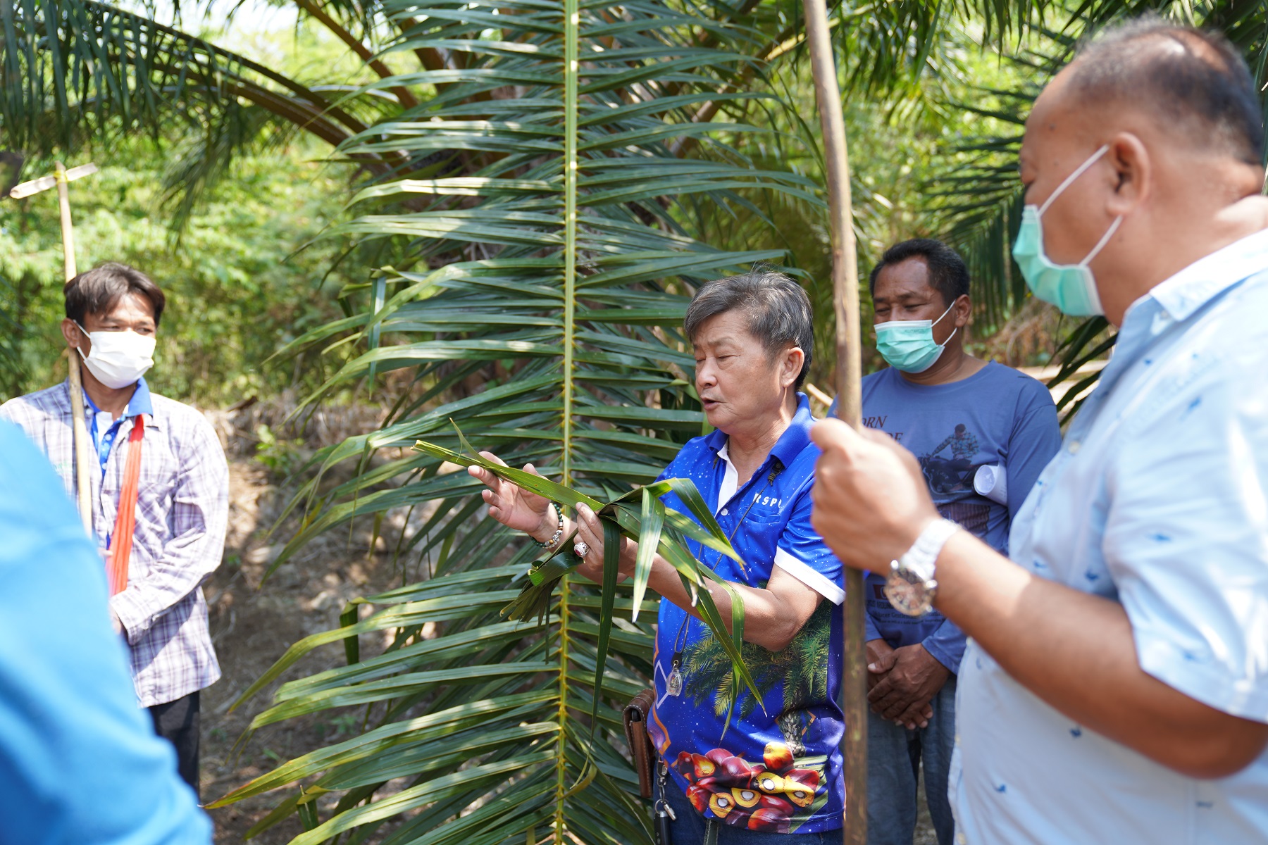 Training on leaf sampling – Suksomboon